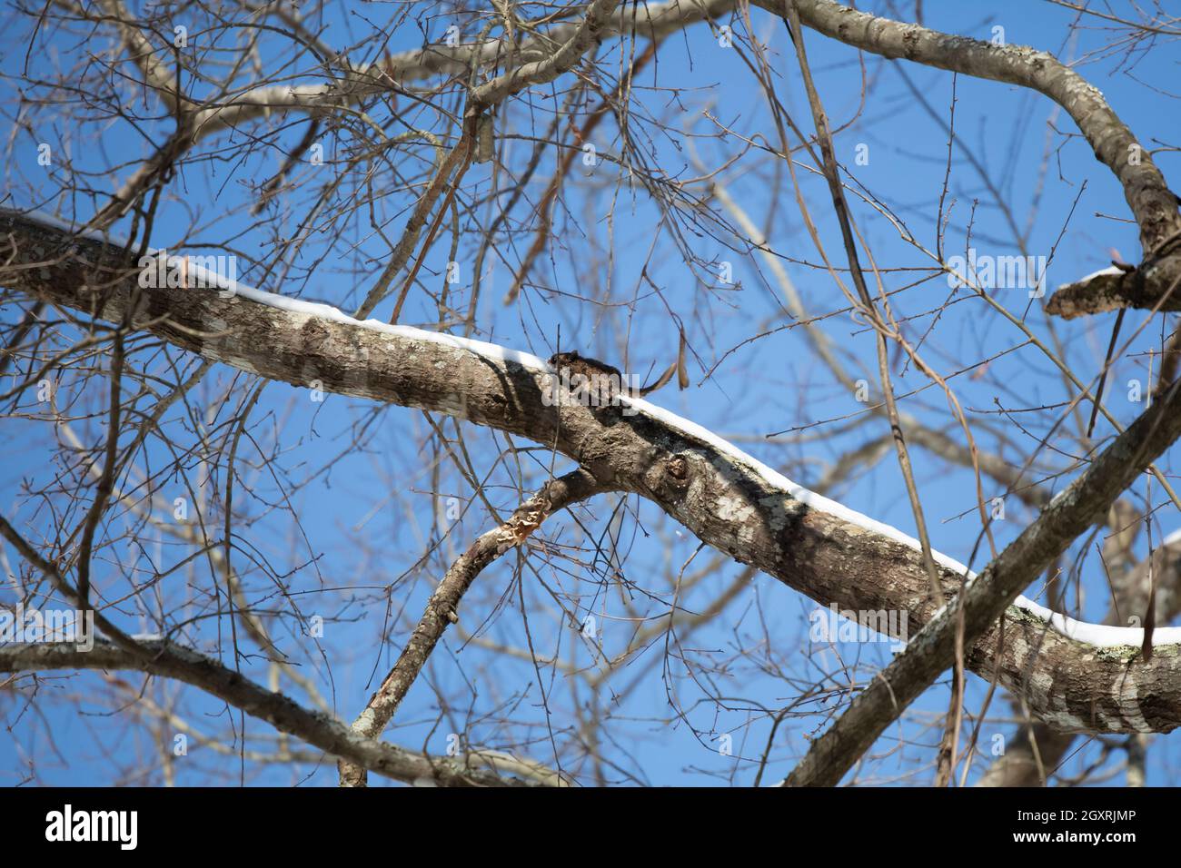 Flying squirrel (Glaucomys volans) leaping along a snow-covered tree ...