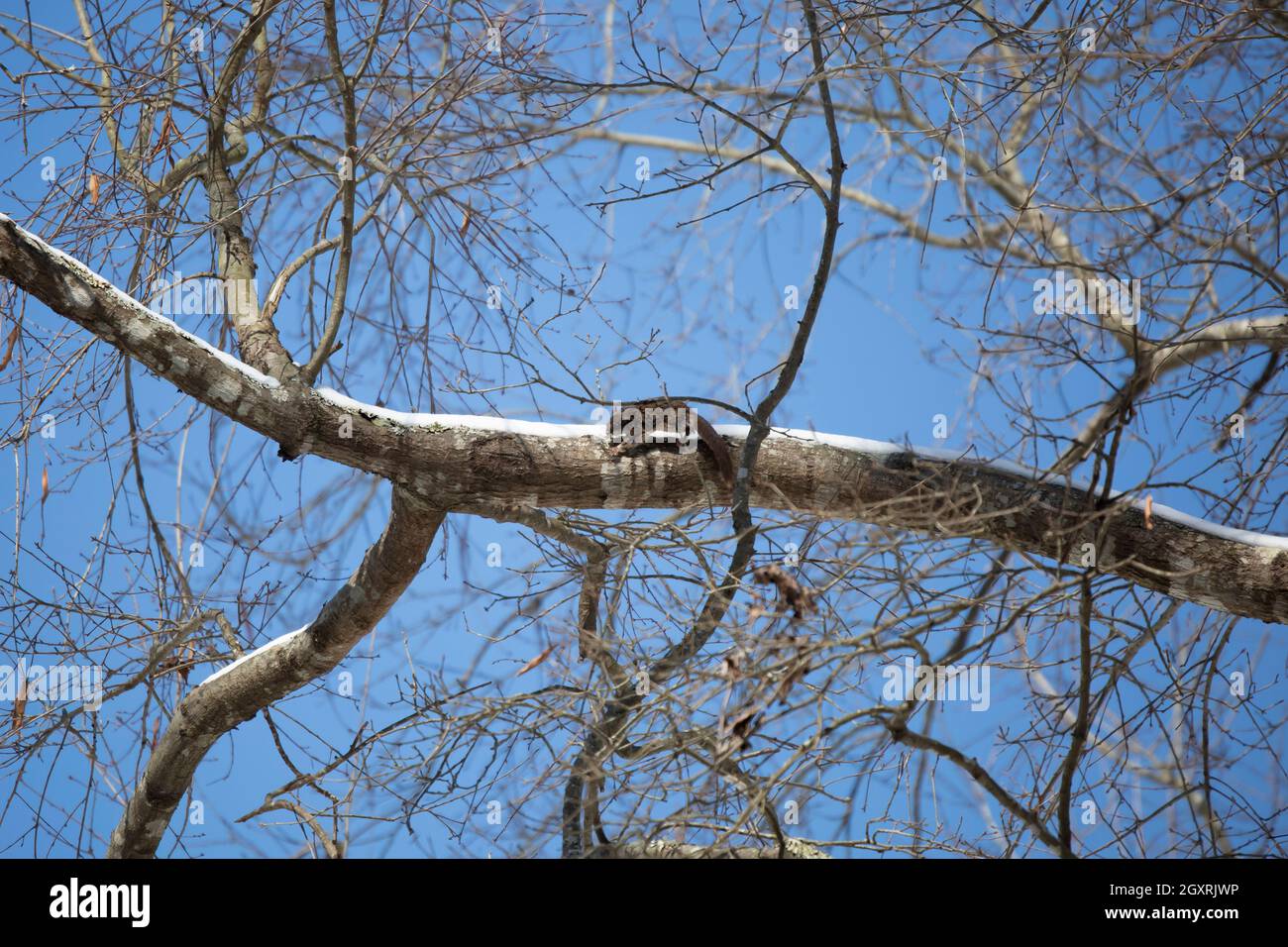 Flying squirrel (Glaucomys volans) leaping along a snow-covered tree ...