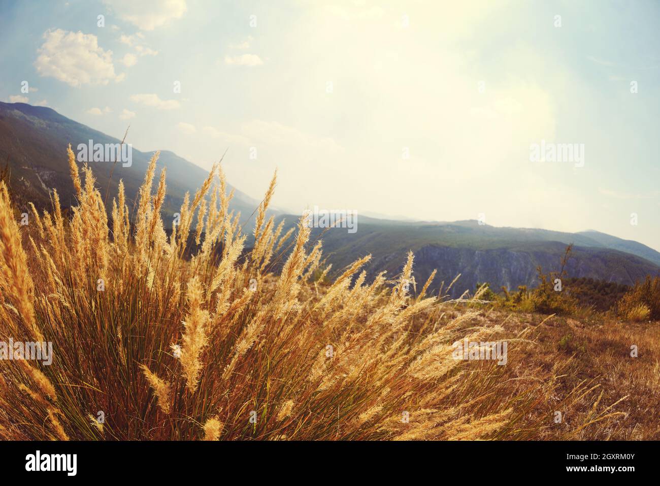 authentic nature landscape on summer time with fisheye lens Stock Photo ...
