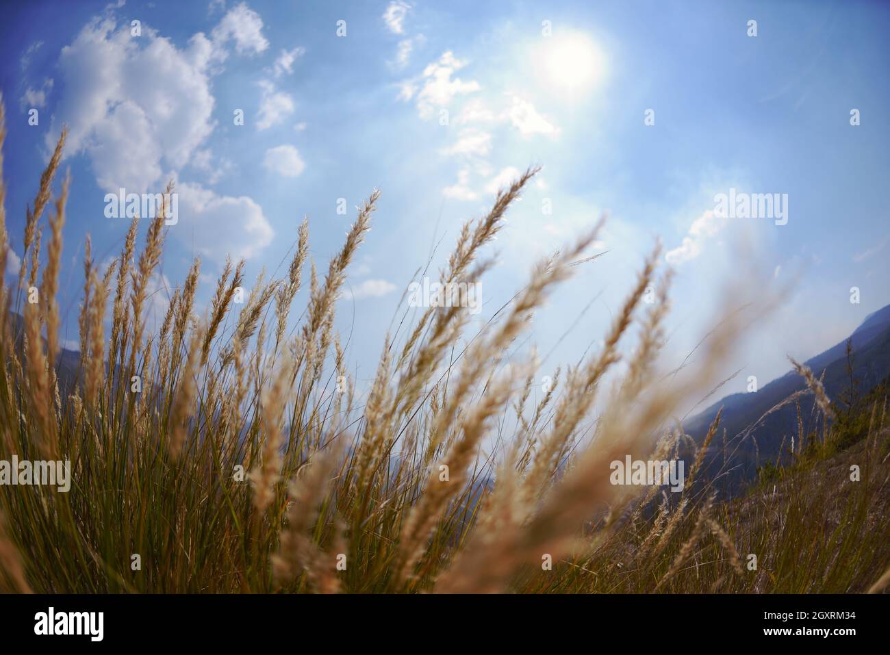 authentic nature landscape on summer time with fisheye lens Stock Photo ...