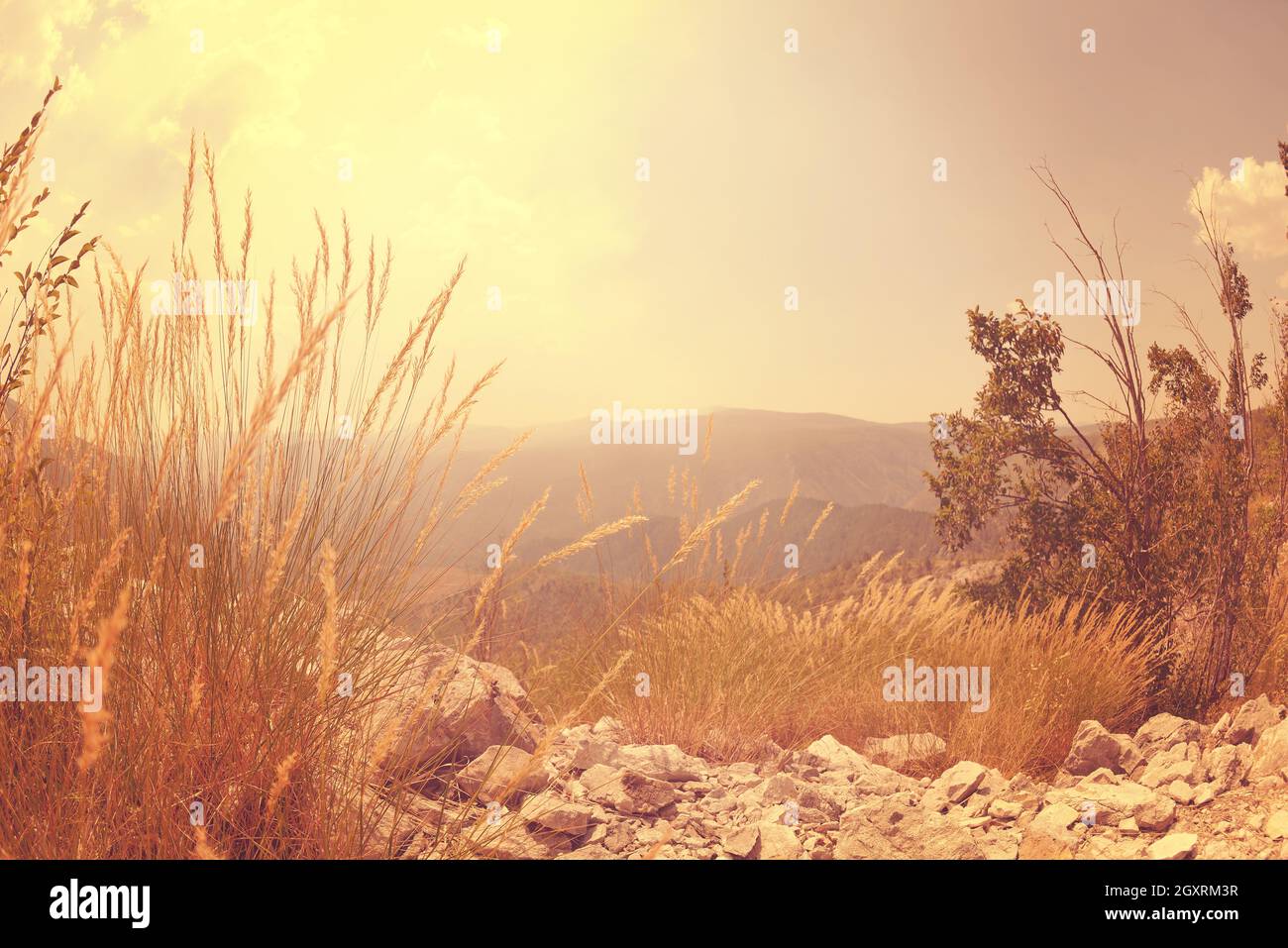 authentic nature landscape on summer time with fisheye lens Stock Photo ...