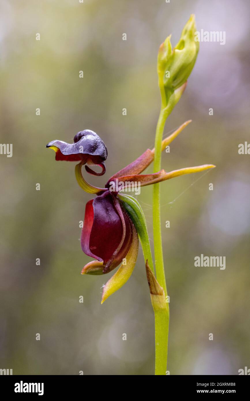 Flying Duck Orchid in bloom Stock Photo - Alamy