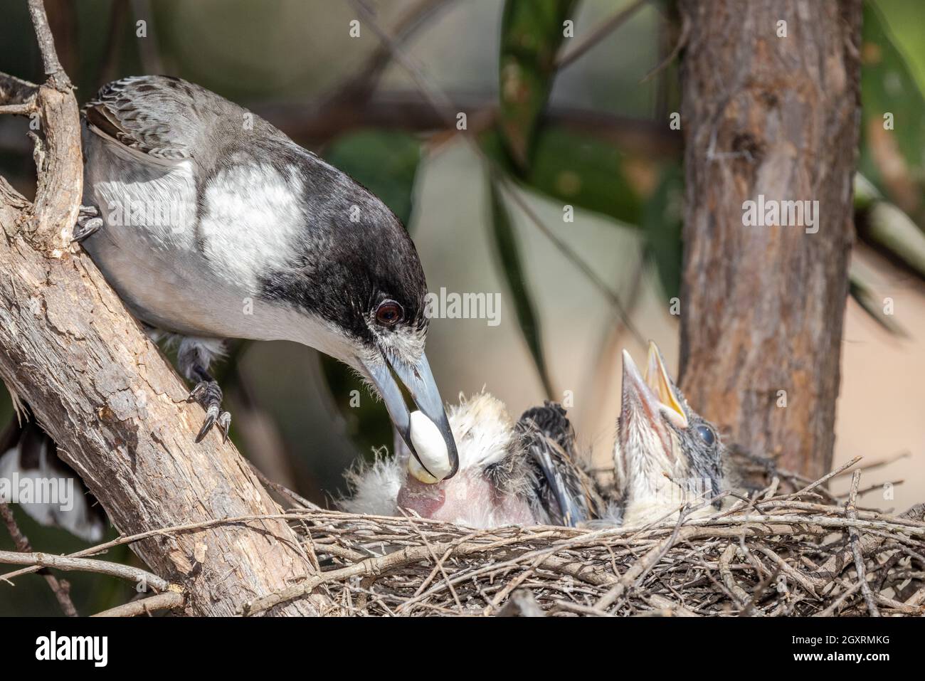 Bird with fecal sac hi-res stock photography and images - Alamy