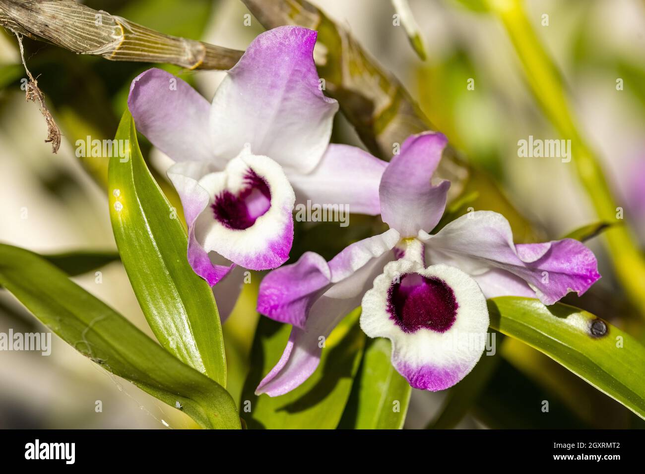 Soft-cane Dendrobium Orchid in flower Stock Photo - Alamy