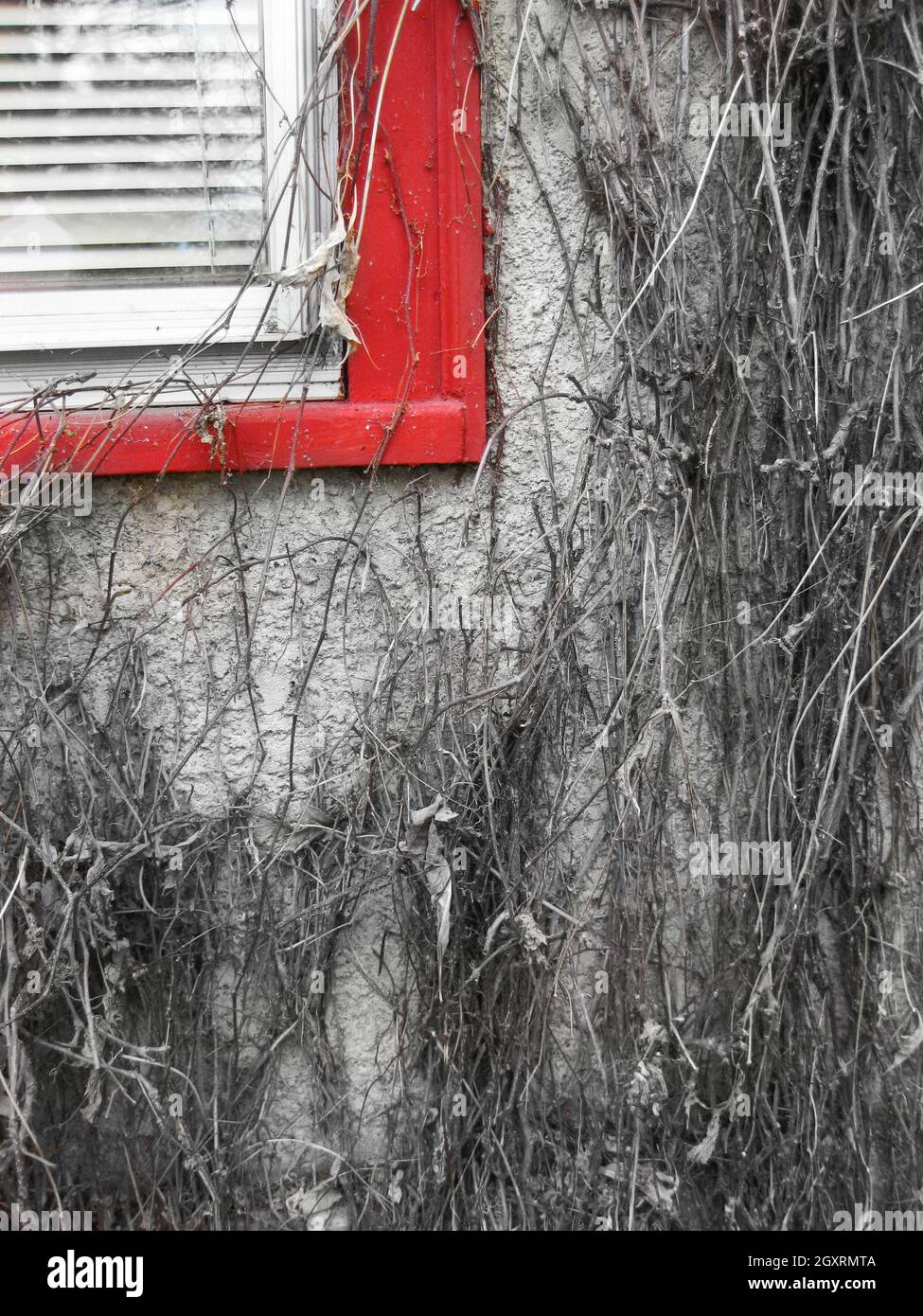 The corner of a painted red window trimming is covered in thin ...
