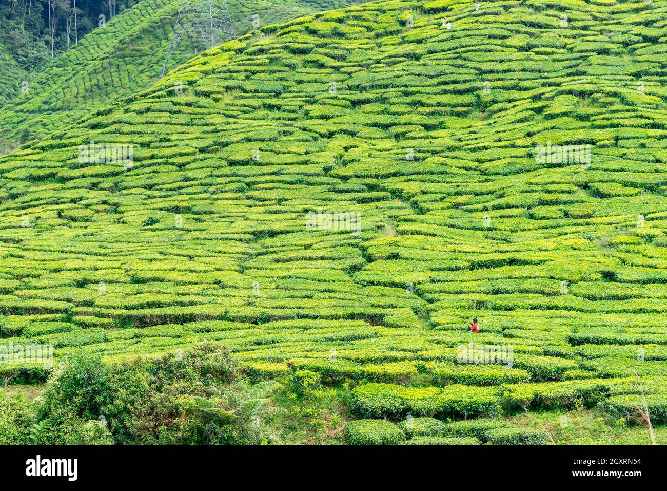 Tea Plantation in the Cameron Highlands, Malaysia Stock Photo - Alamy
