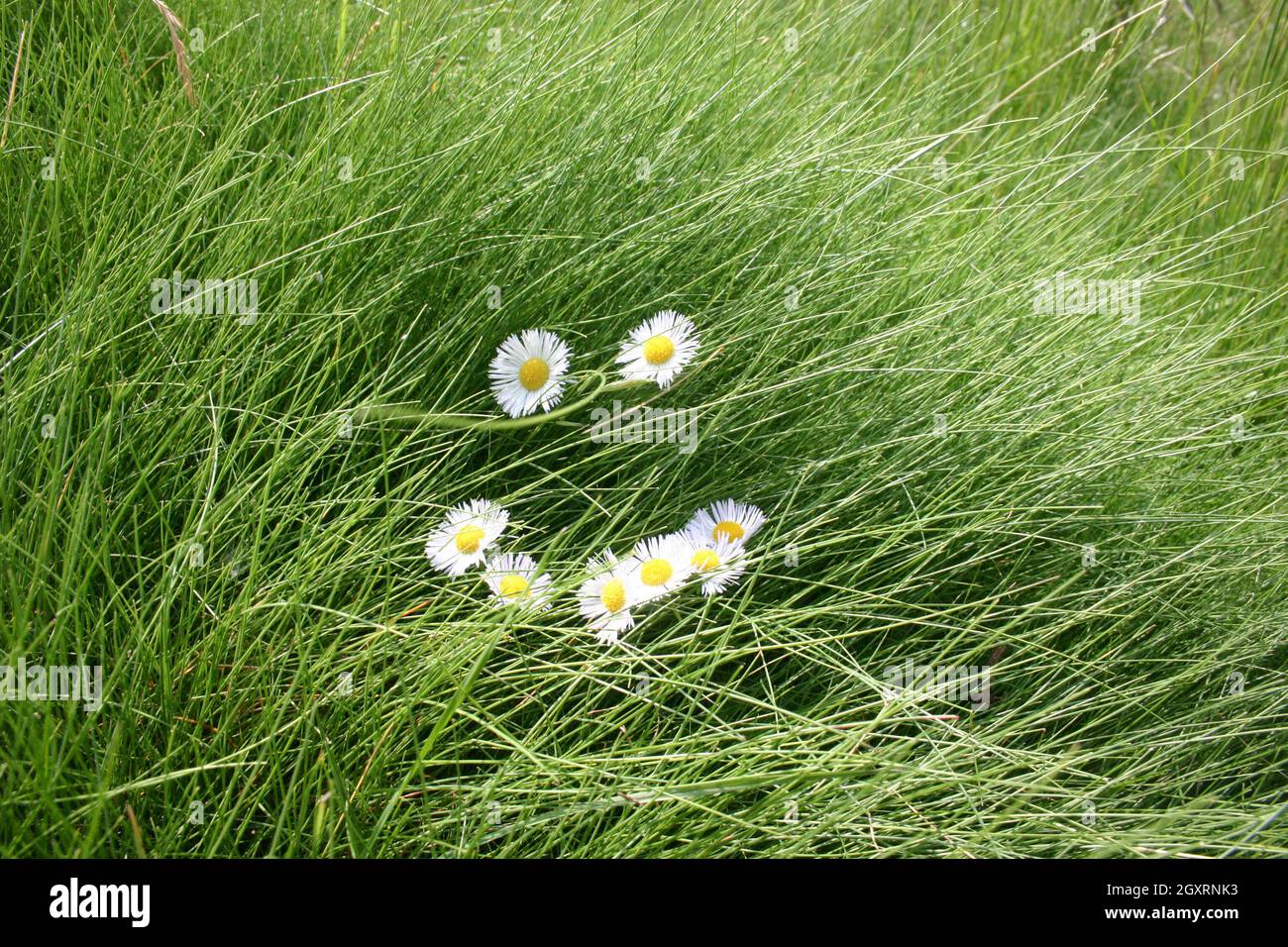 Several yellow and white daisies form a smiley face in a sea of long ...