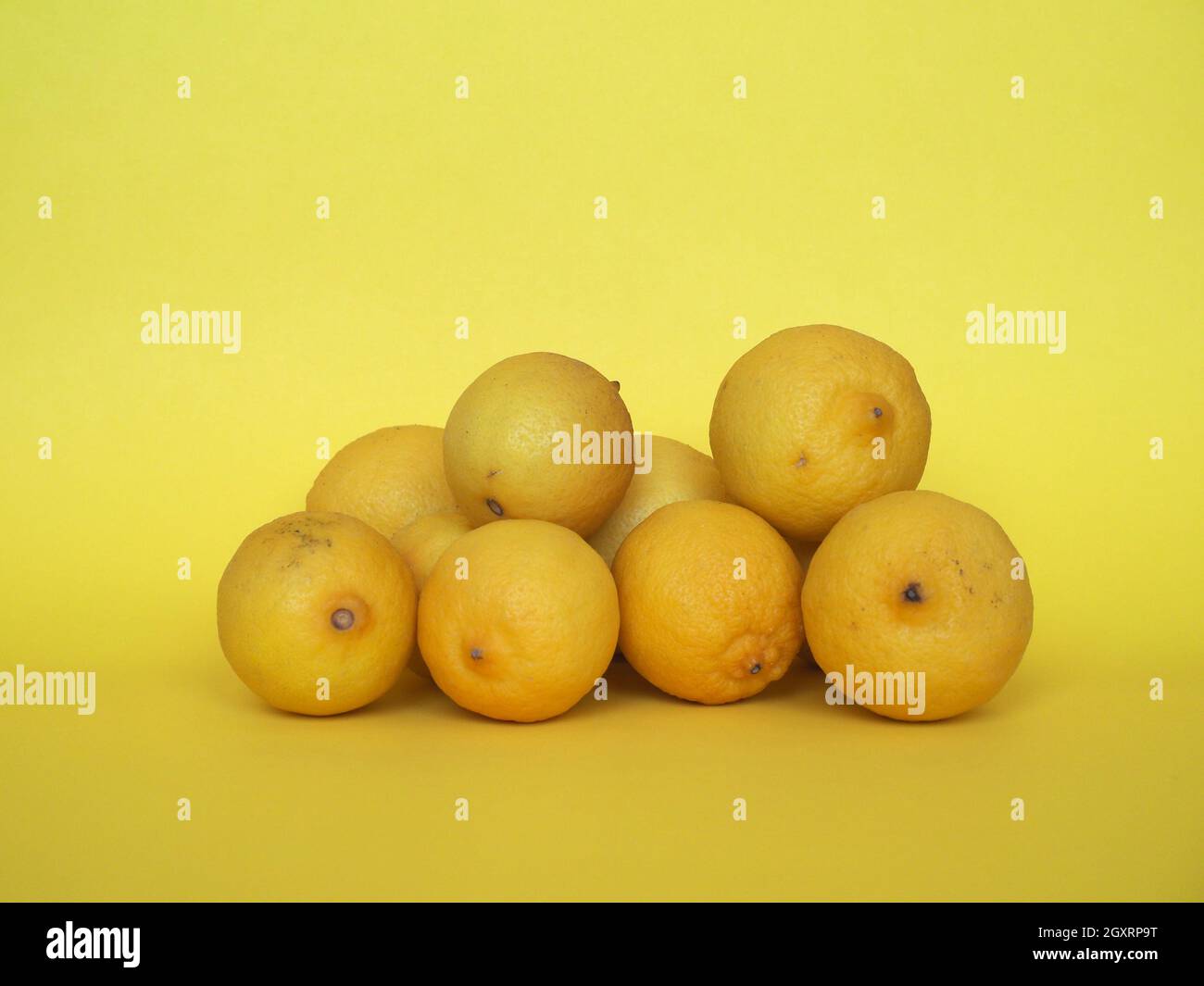 lemon fruits (scientific name Citrus limon) over yellow background ...