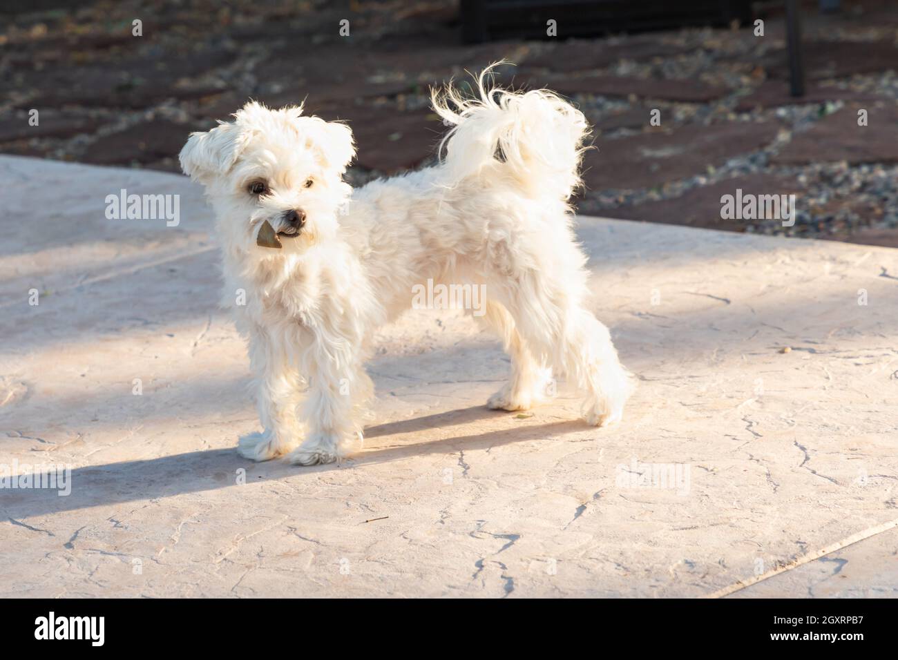 Adorable Maltese Puppy Playing In The Yard Stock Photo - Alamy