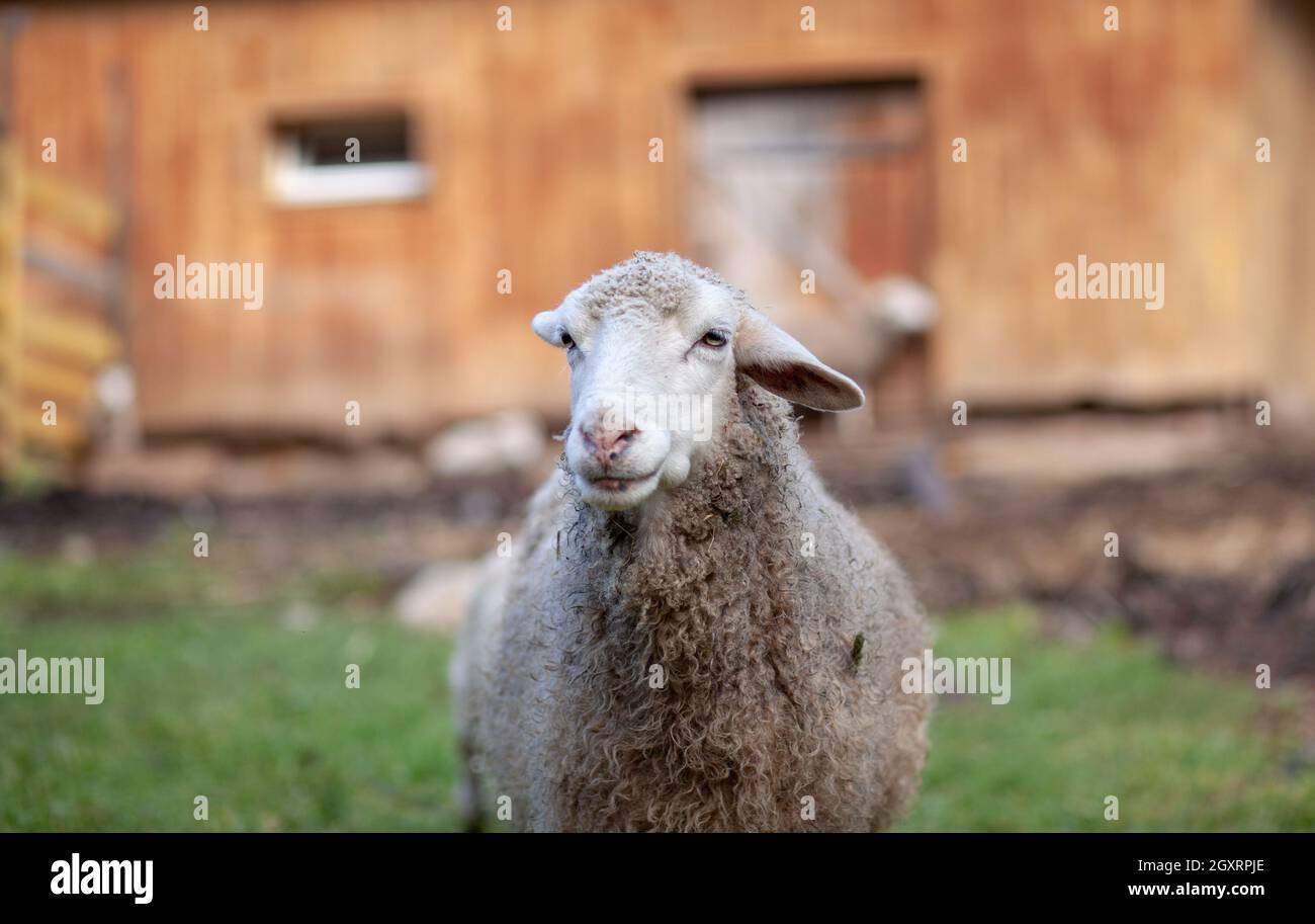 White curly sheep behind a wooden paddock in the countryside. Sheep and lambs graze on the green ...