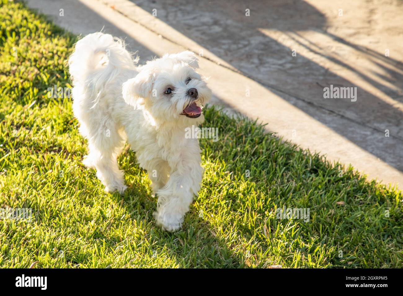 Adorable Maltese Puppy Playing In The Yard Stock Photo - Alamy