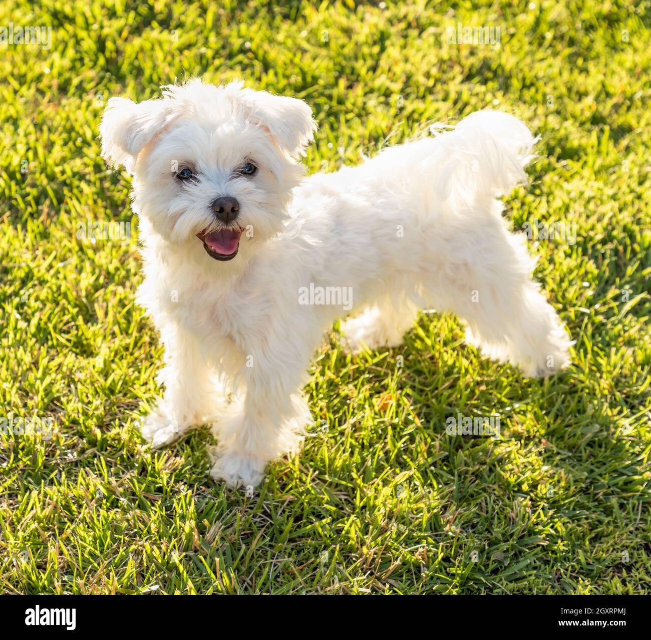 Adorable Maltese Puppy Playing In The Yard Stock Photo - Alamy