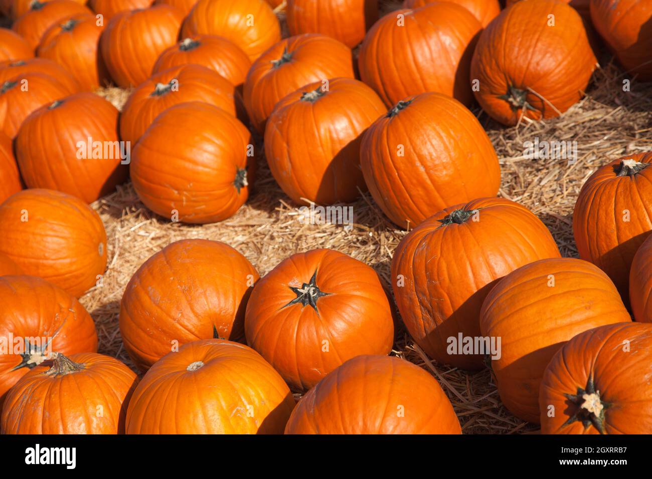 Harvesting garden crops october hi-res stock photography and images - Alamy