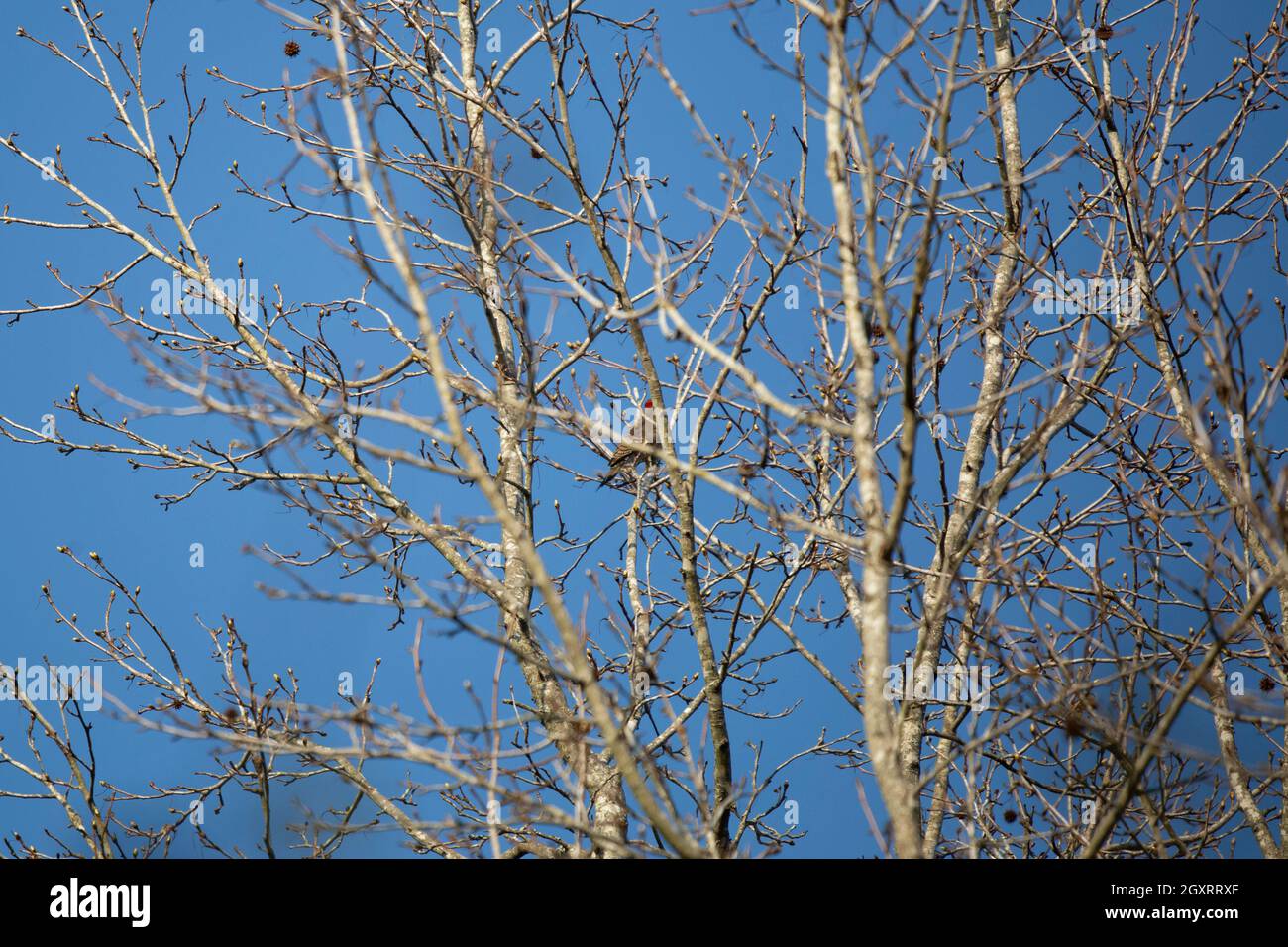 Male yellow-shafted northern flicker (Colaptes auratus) facing away on ...