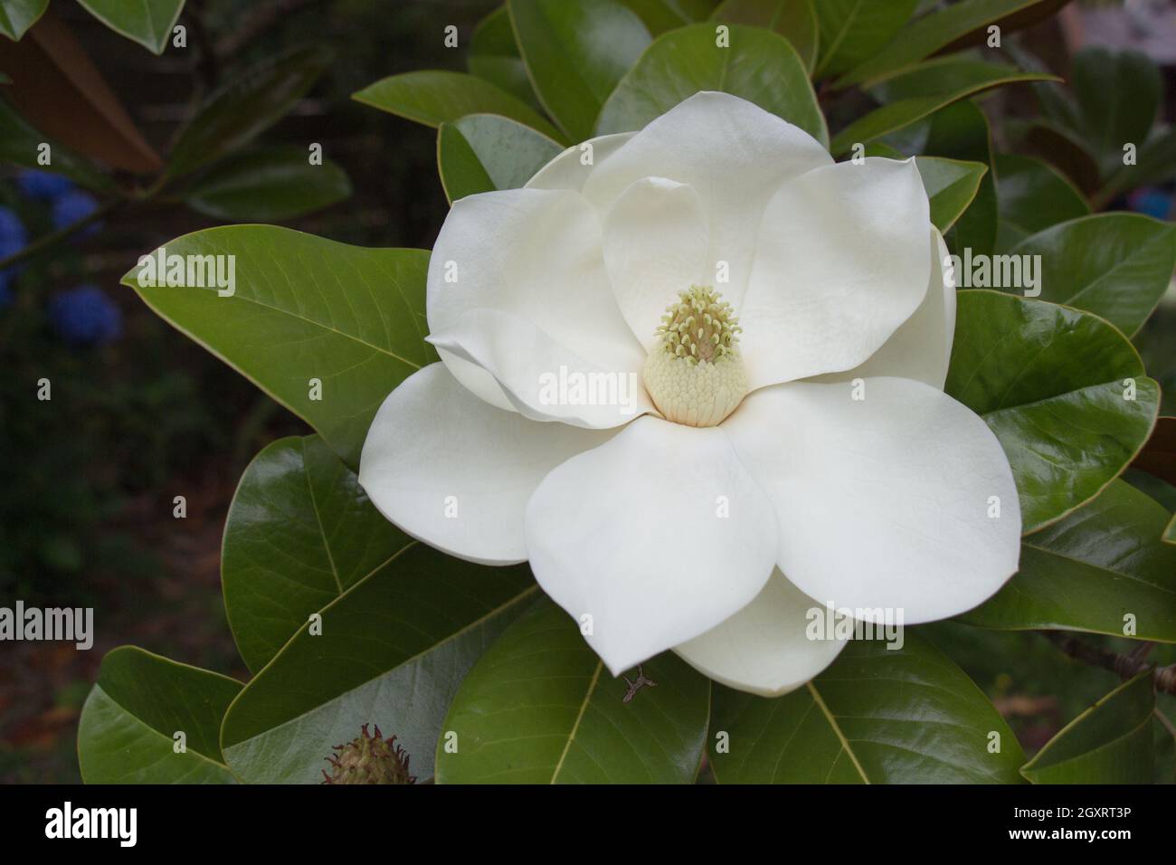 The view of southern magnolia close up. Top view of a flower in bloom ...