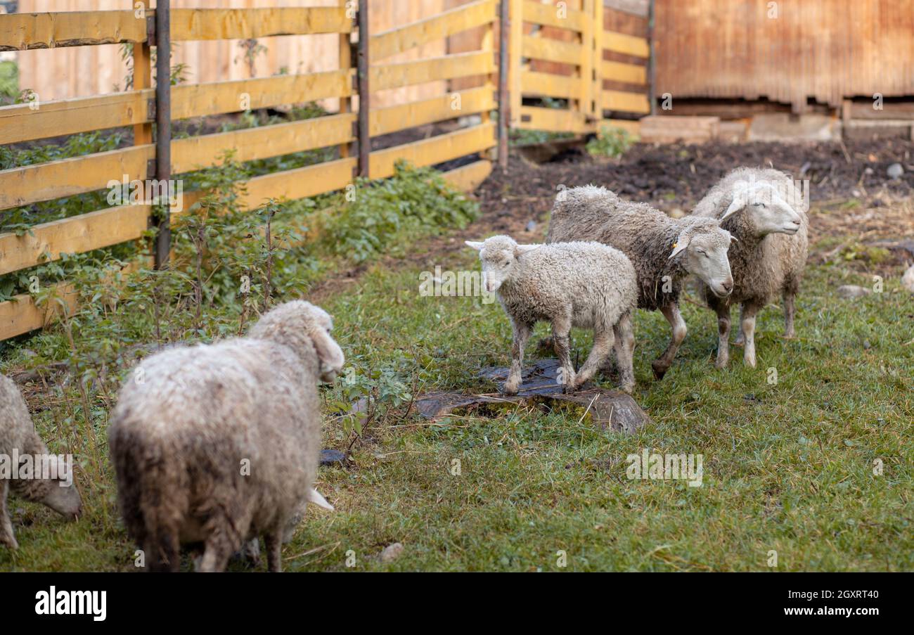White curly sheep behind a wooden paddock in the countryside. Sheep and lambs graze on the green ...