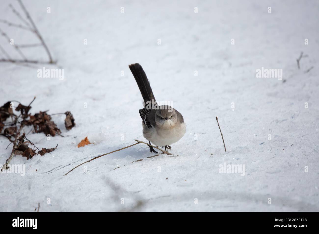Northern mockingbird ground hi-res stock photography and images - Alamy