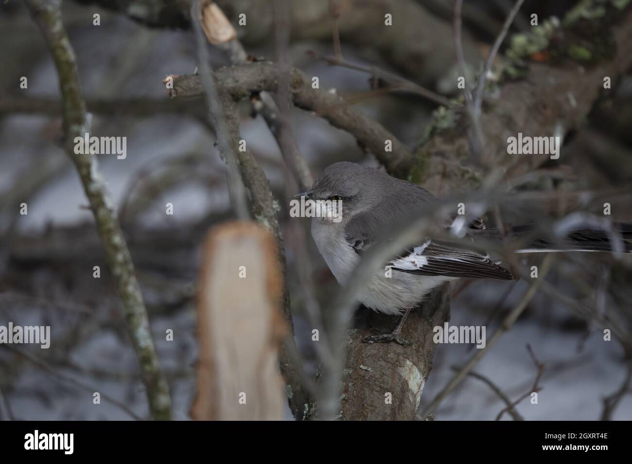 Northern mockingbird ground hi-res stock photography and images - Alamy