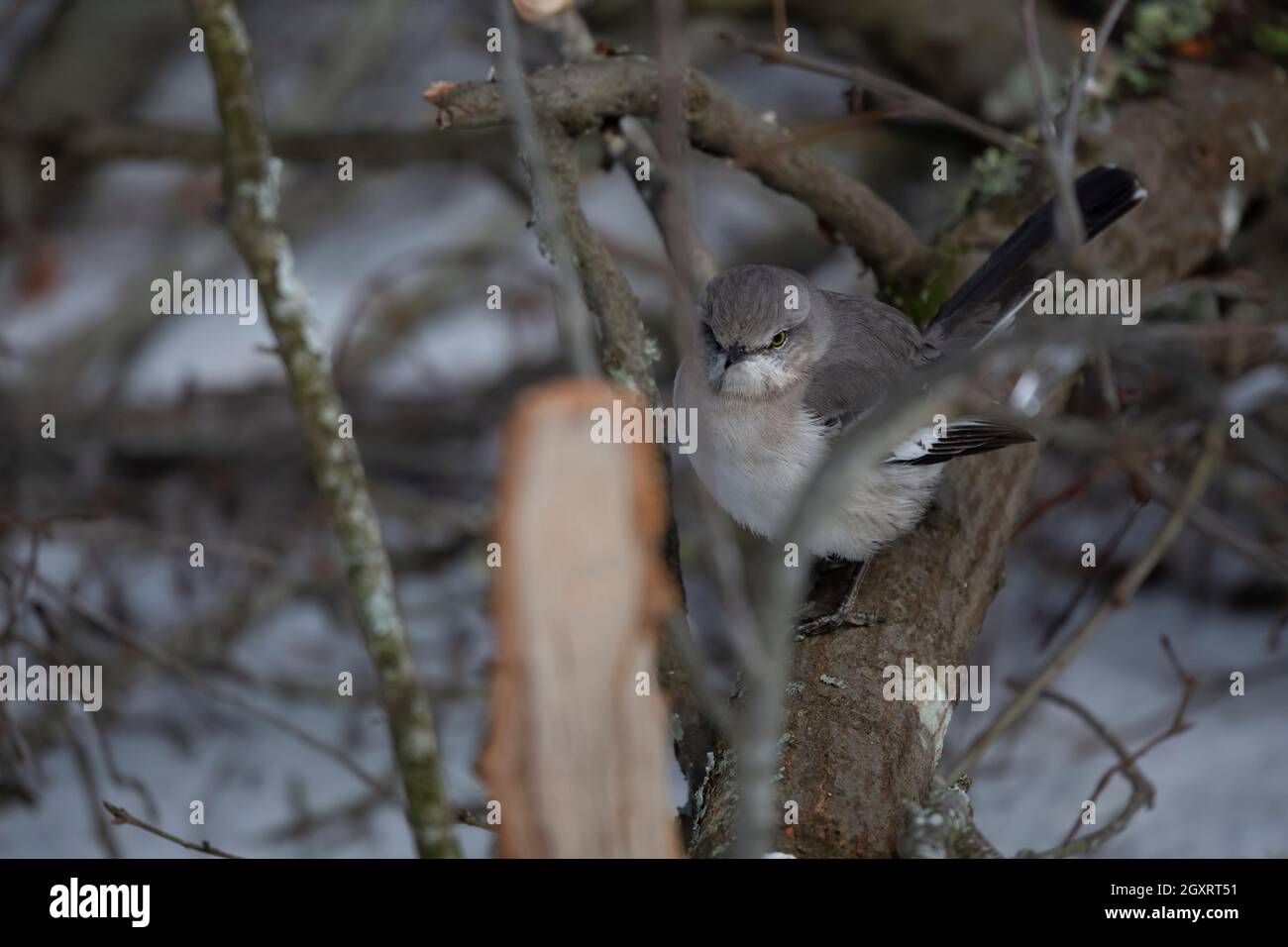 Northern mockingbird ground hi-res stock photography and images - Alamy