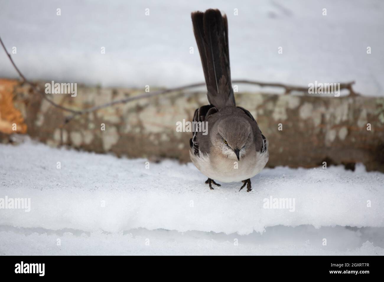 Northern mockingbird on ground hi-res stock photography and images - Alamy