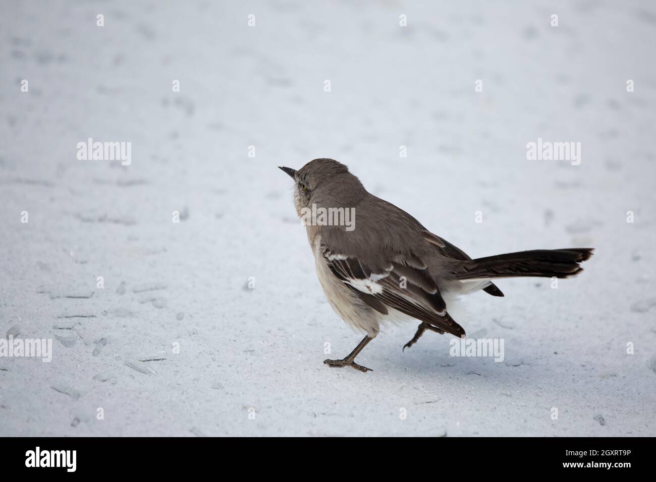 Northern mockingbird ground hi-res stock photography and images - Alamy