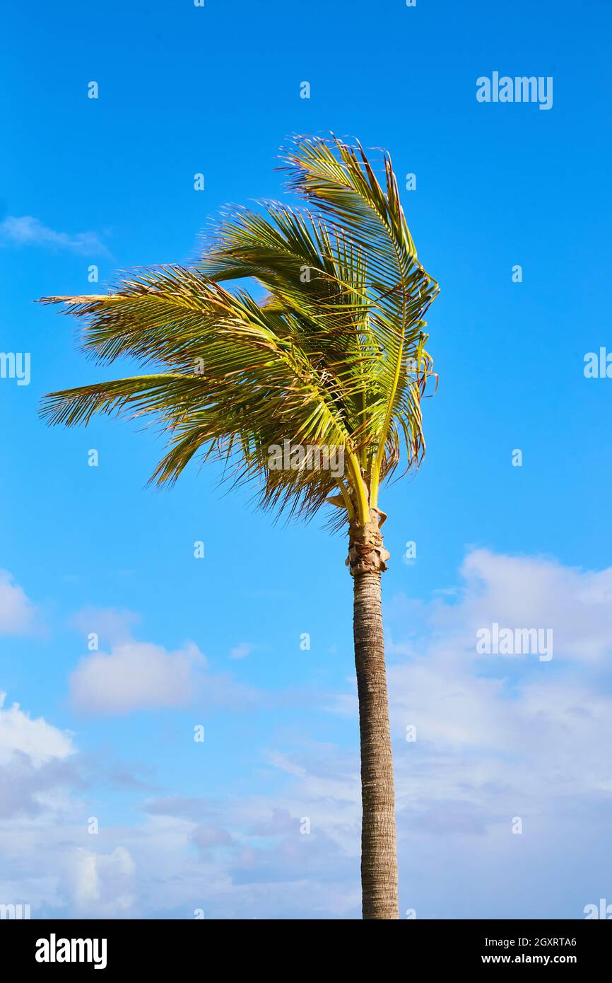 Vertical palm tree alone hi-res stock photography and images - Alamy