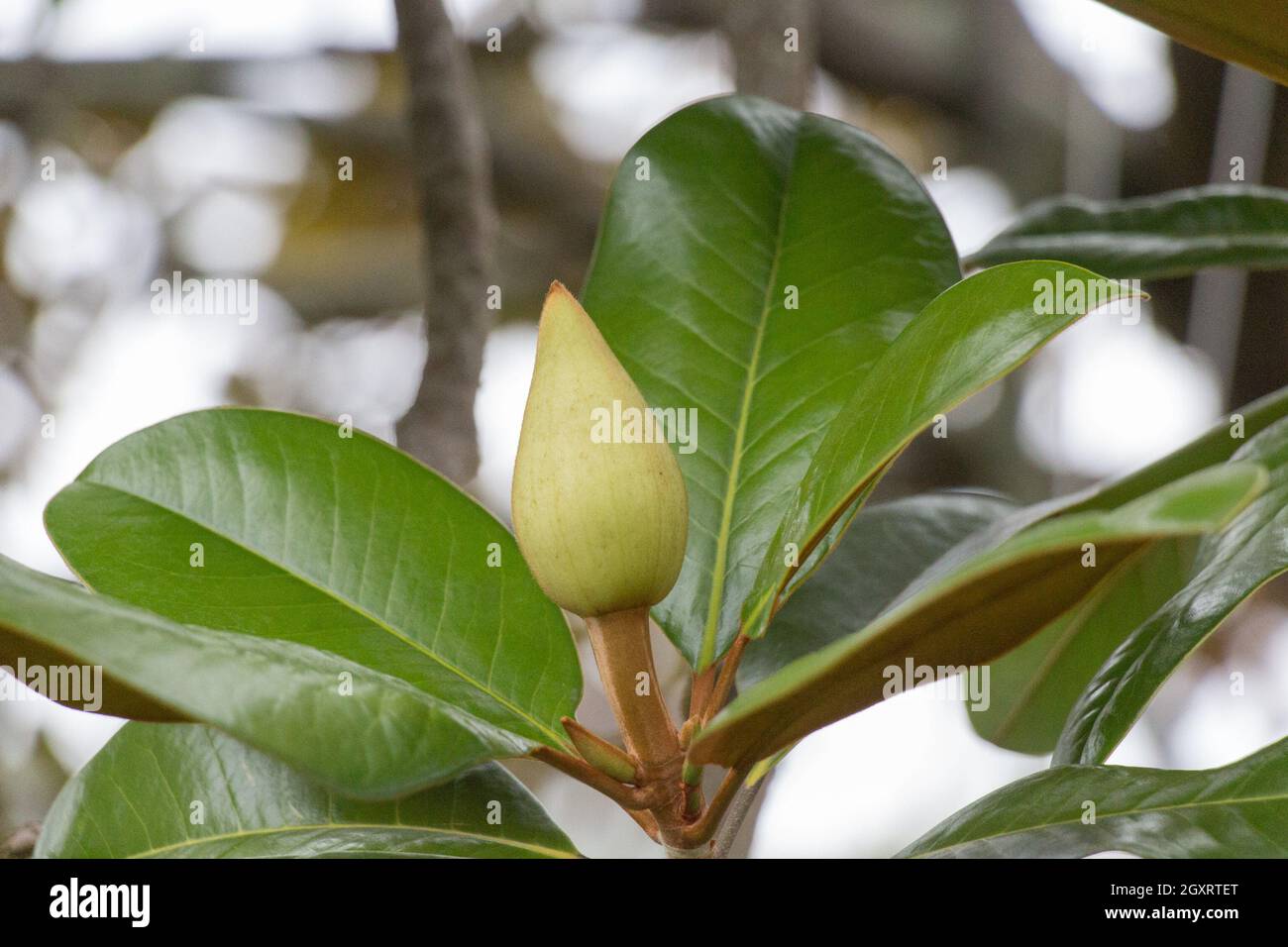 The side view of southern magnolia close up Stock Photo - Alamy