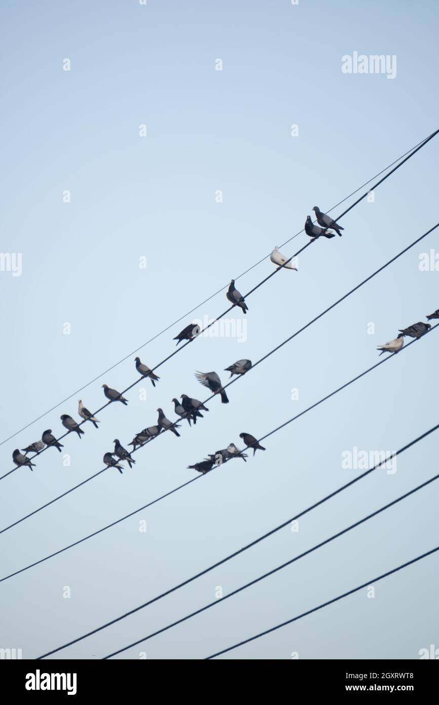 Some Birds on Electricity Cables Stock Photo - Alamy