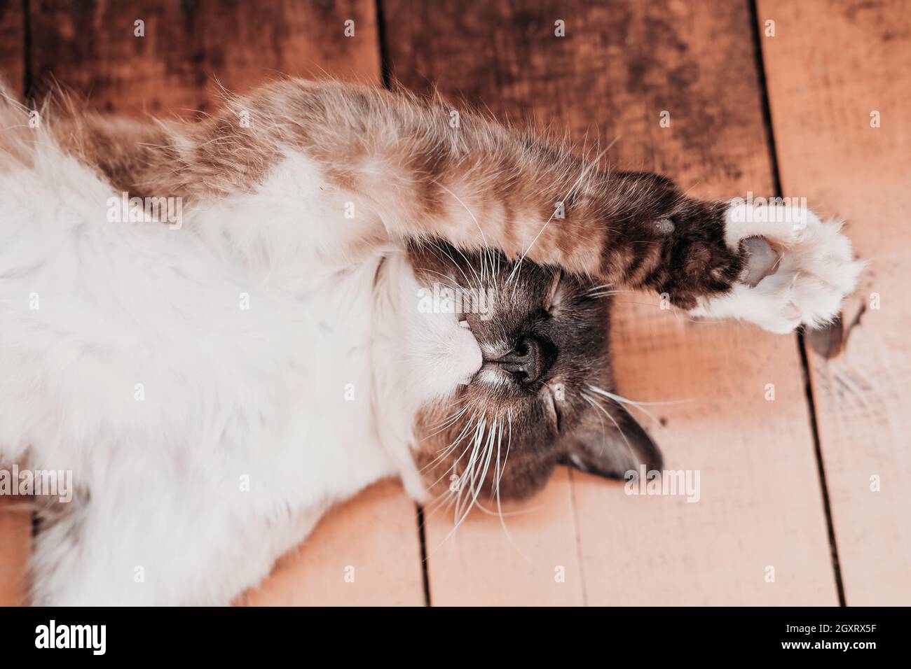 happy lazy cat lying on a back and stretching a paw. resting and ...