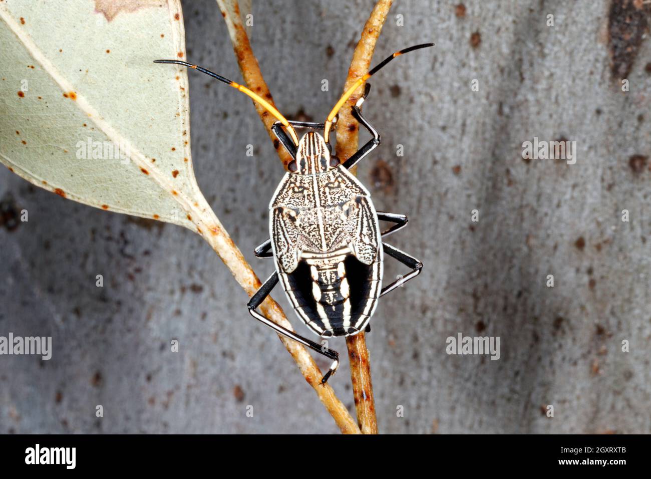 Instar of Common Gum Tree Shield Bug, Poecilometis patruelis ...