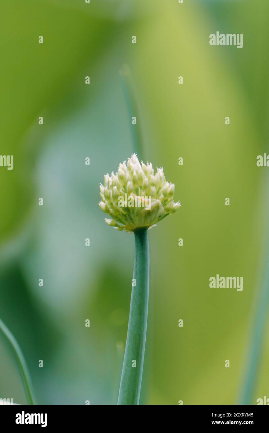 Fresh Bloom of Onion Flower Stock Photo - Alamy