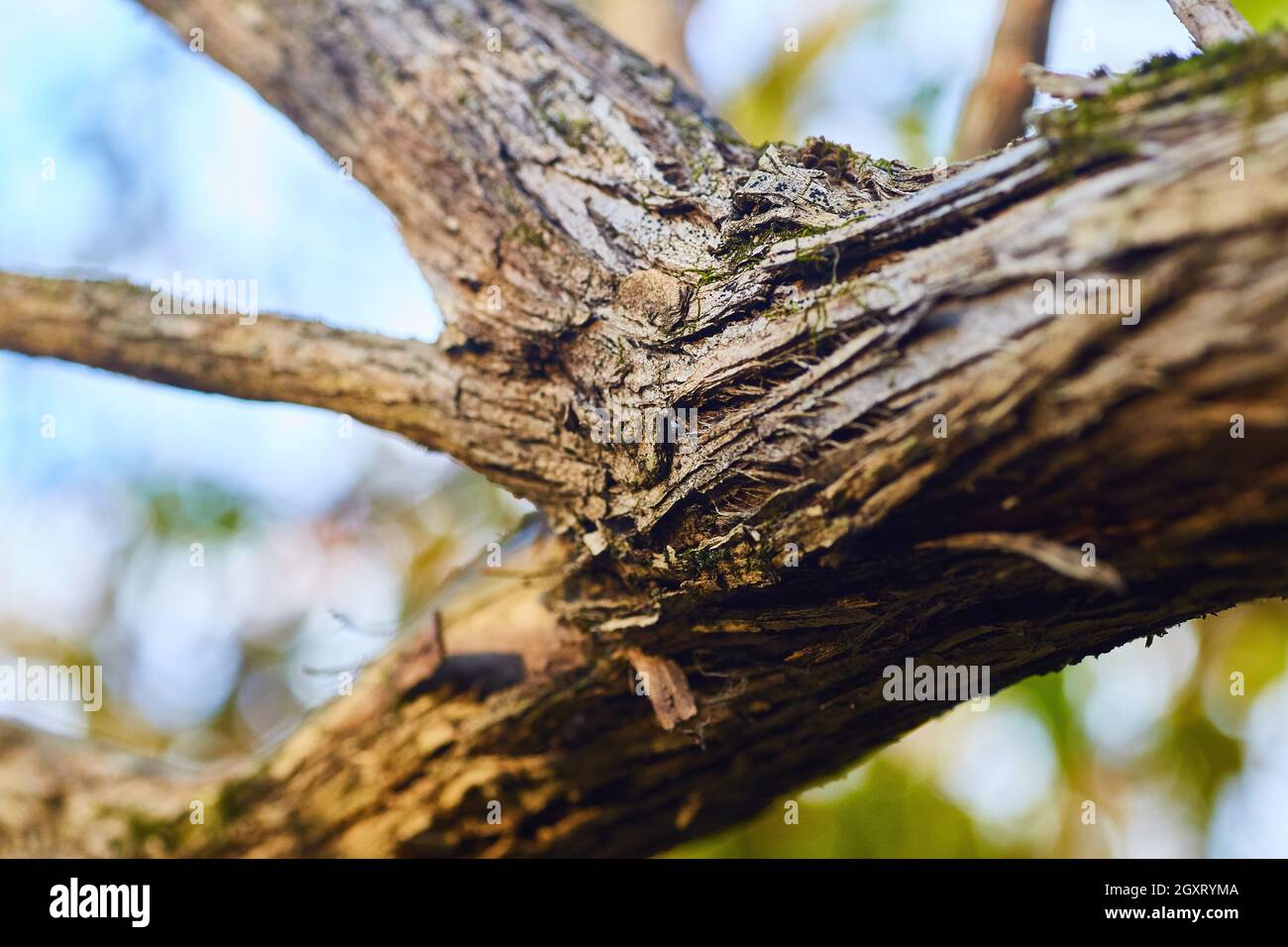 Detail of tree branch bark texture Stock Photo - Alamy