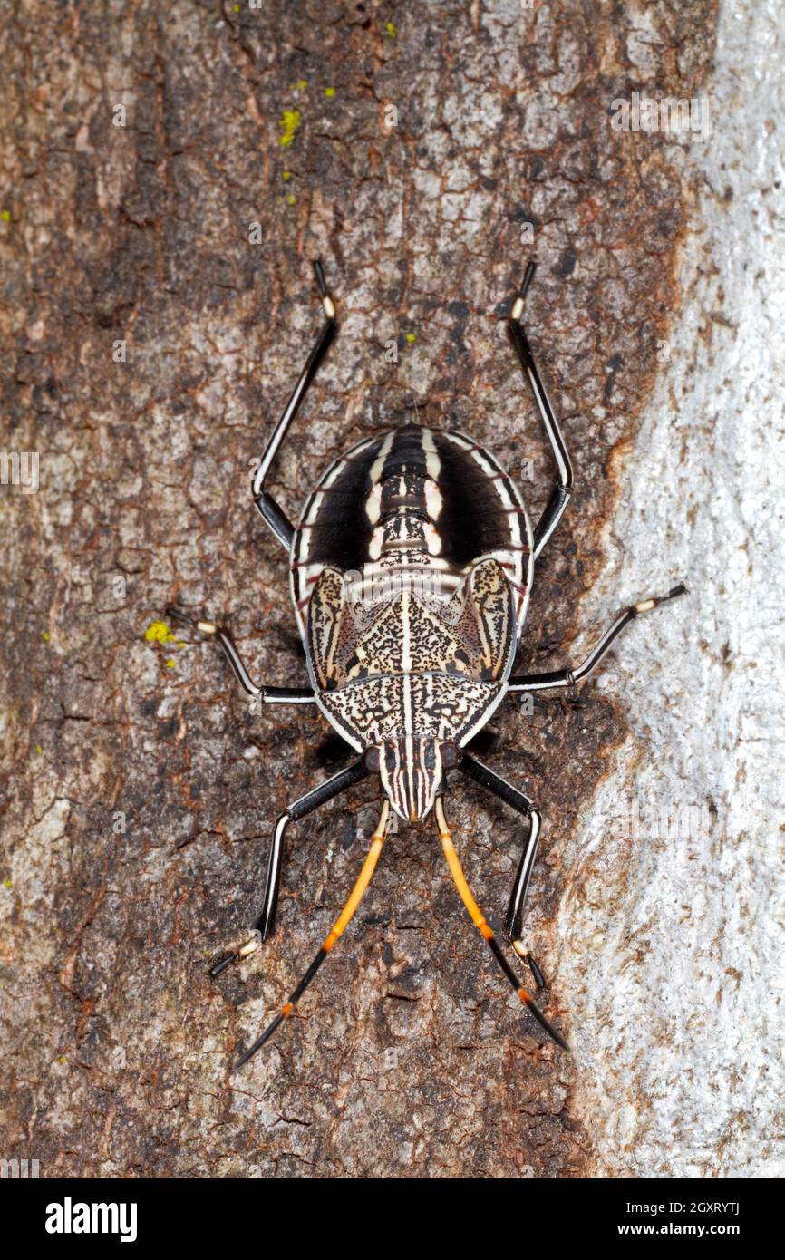 Instar of Common Gum Tree Shield Bug, Poecilometis patruelis ...