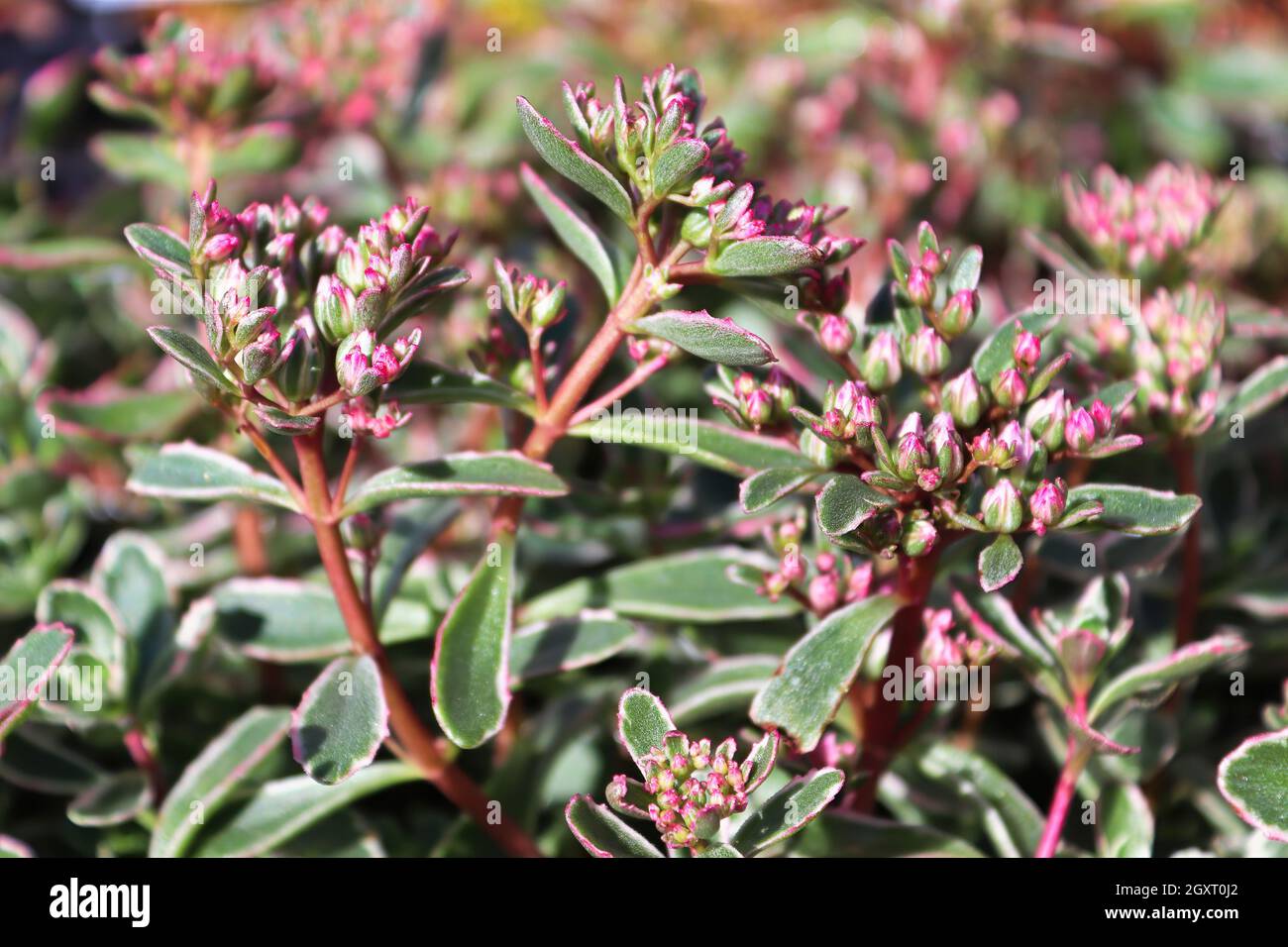 Tiny pink buds on a variegated sedum plant Stock Photo - Alamy