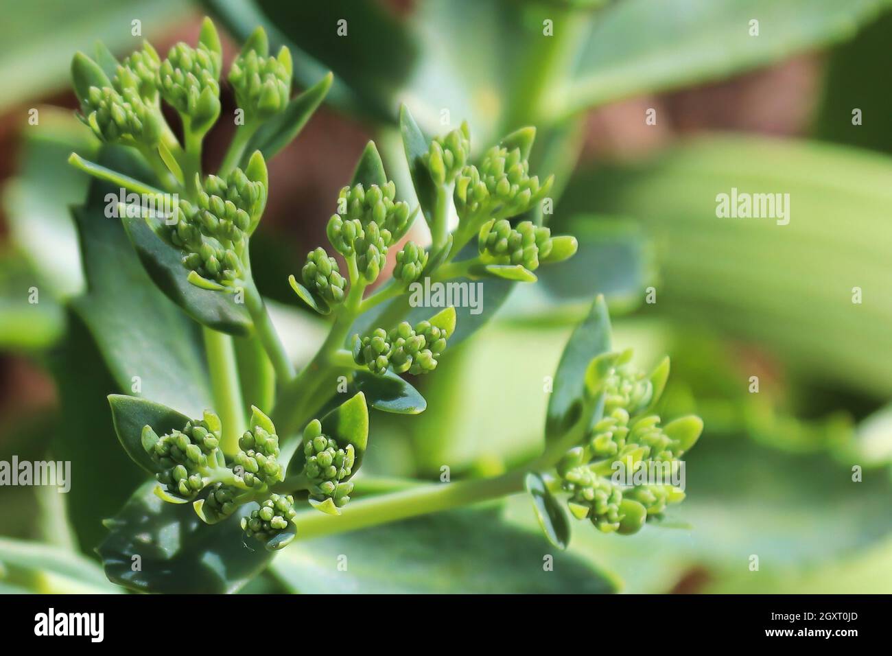 A green background of forming buds on a sedum Stock Photo - Alamy