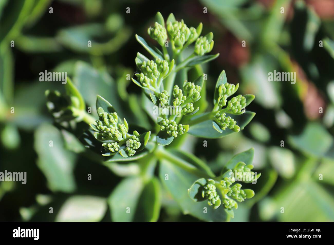 A green background of forming buds on a sedum Stock Photo - Alamy