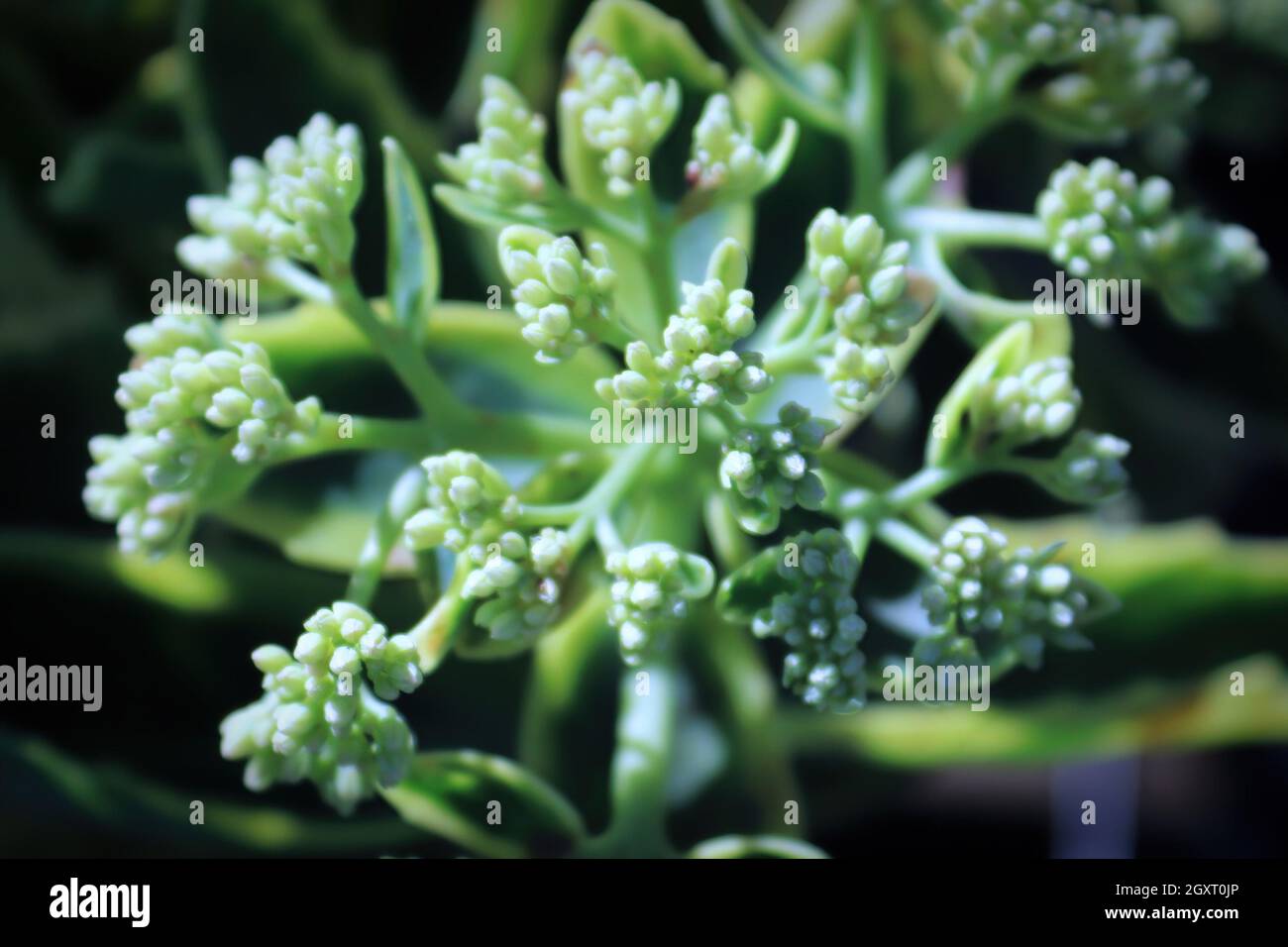 A background macro of forming buds on a sedum Stock Photo - Alamy