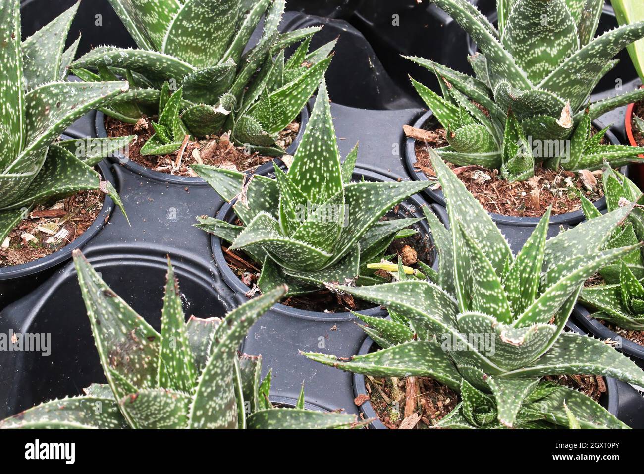 Aloe plants in pots in a seedling tray Stock Photo - Alamy