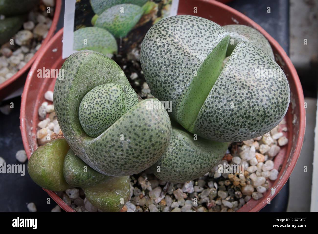 Macro of the split on a Living Stone succulent Stock Photo - Alamy