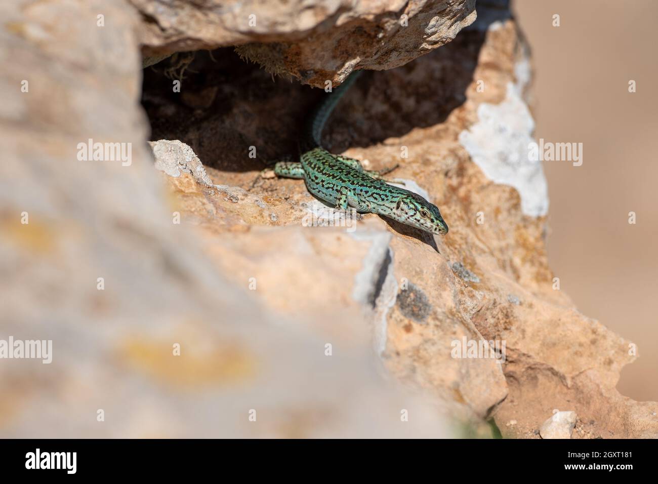 Formentera wall lizard hi-res stock photography and images - Alamy