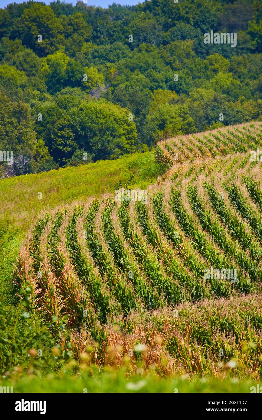 Rows of corn in farm field vertical Stock Photo - Alamy