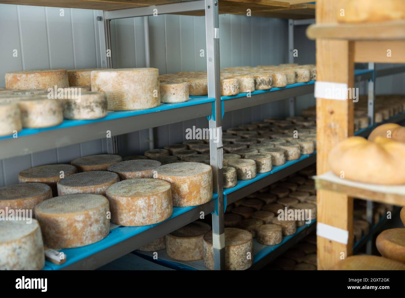 Cheese maturing storehouse on dairy factory with wheels of goat cheese ...