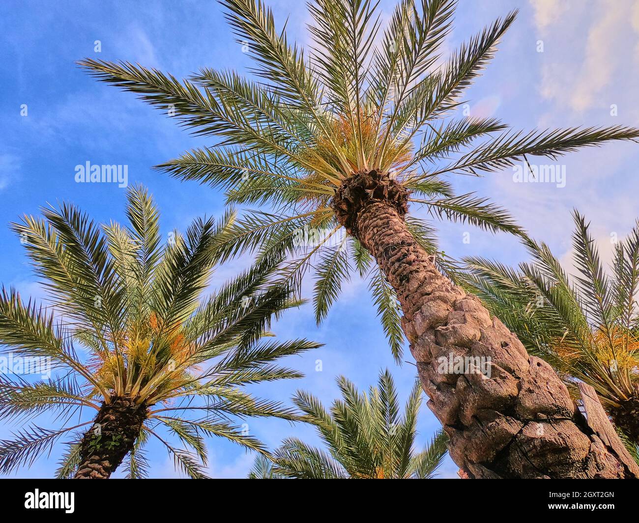 Looking up to the palm trees hi-res stock photography and images - Alamy