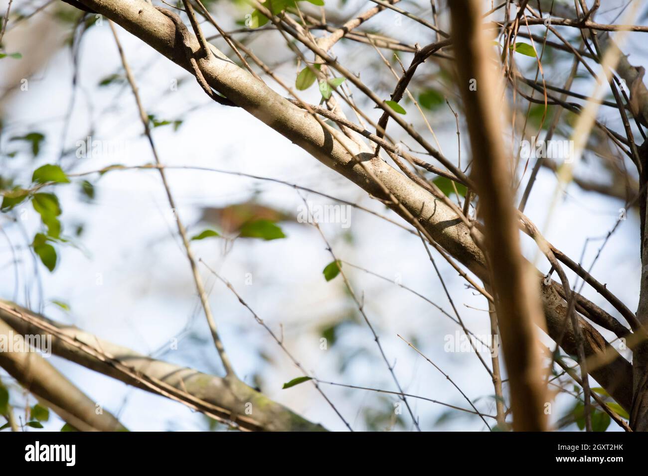 Plant limbs and green leaves with a light blue background Stock Photo ...
