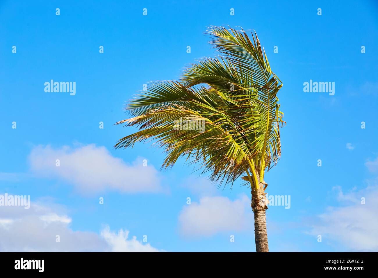 Palm tree top blowing in wind against blue sky Stock Photo - Alamy
