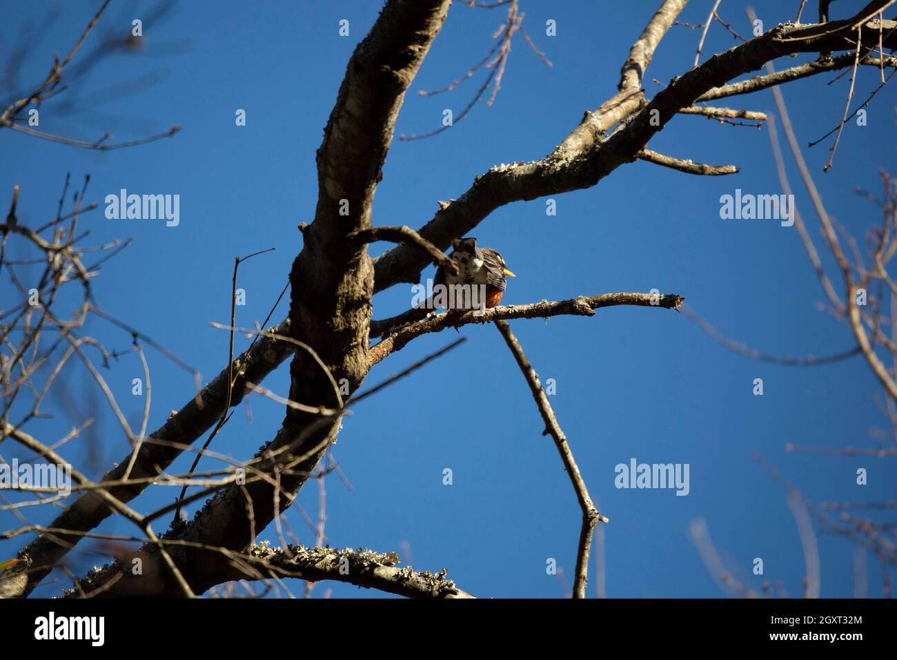 American robin (Turdus migratorius) facing away from a tree limb Stock ...