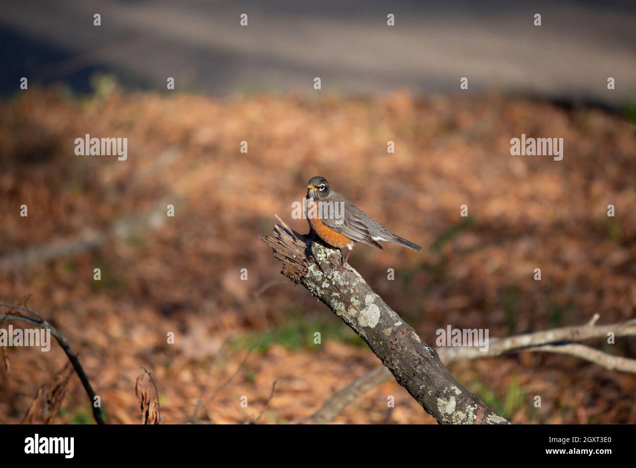American robin () looking around curiously from its perch on a fallen ...