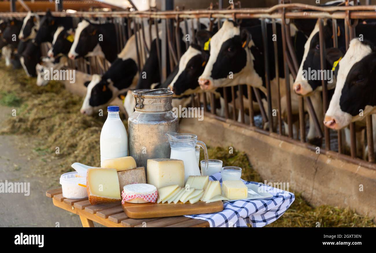 Dairy farm - table with dairy products in background of cows in stall ...