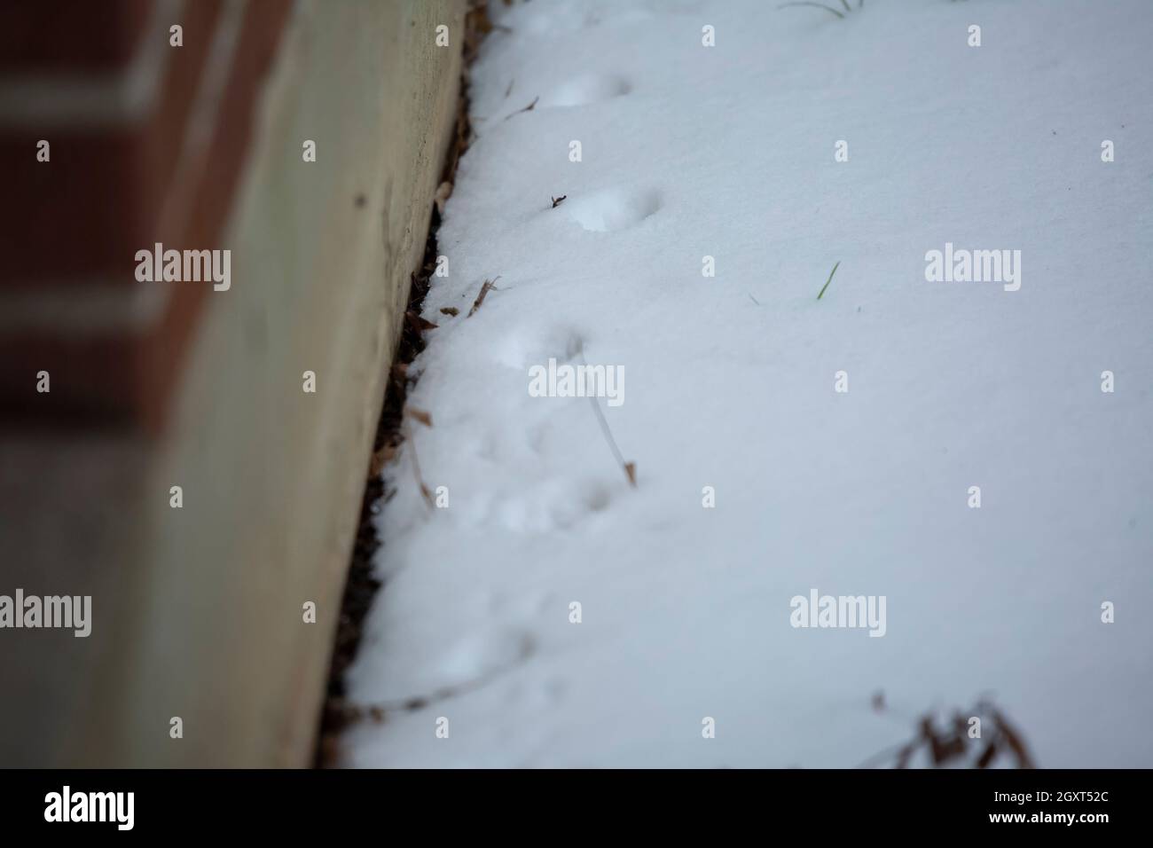 Cat tracks in ground hi-res stock photography and images - Alamy