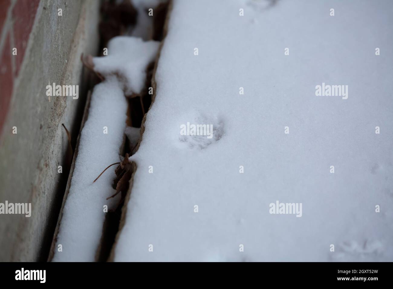 Cat tracks in ground hi-res stock photography and images - Alamy